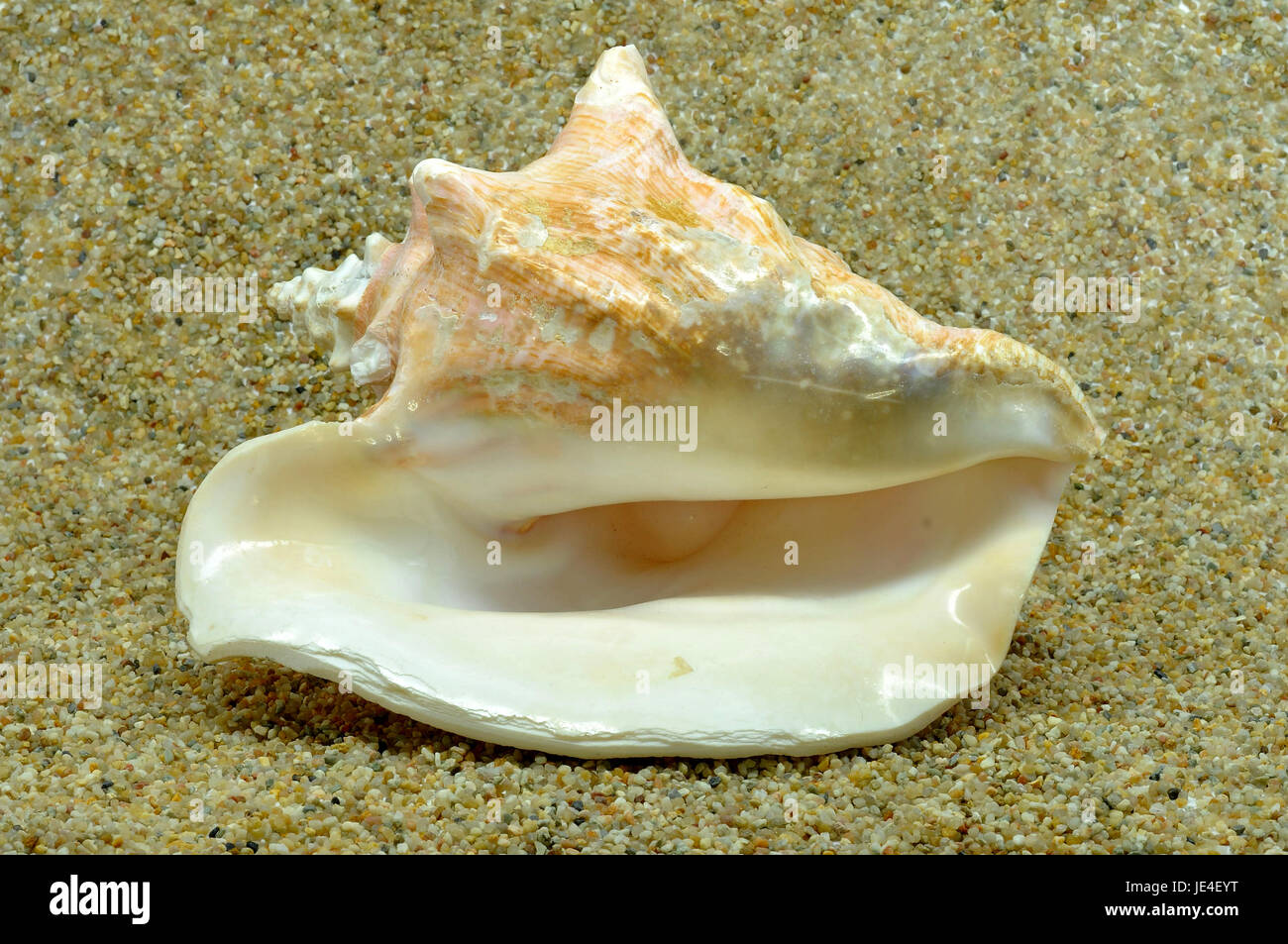 Beautiful seashells hi-res stock photography and images - Alamy