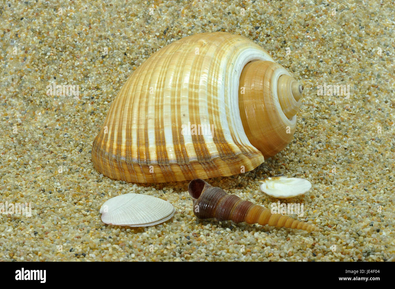 Beautiful seashells hi-res stock photography and images - Alamy