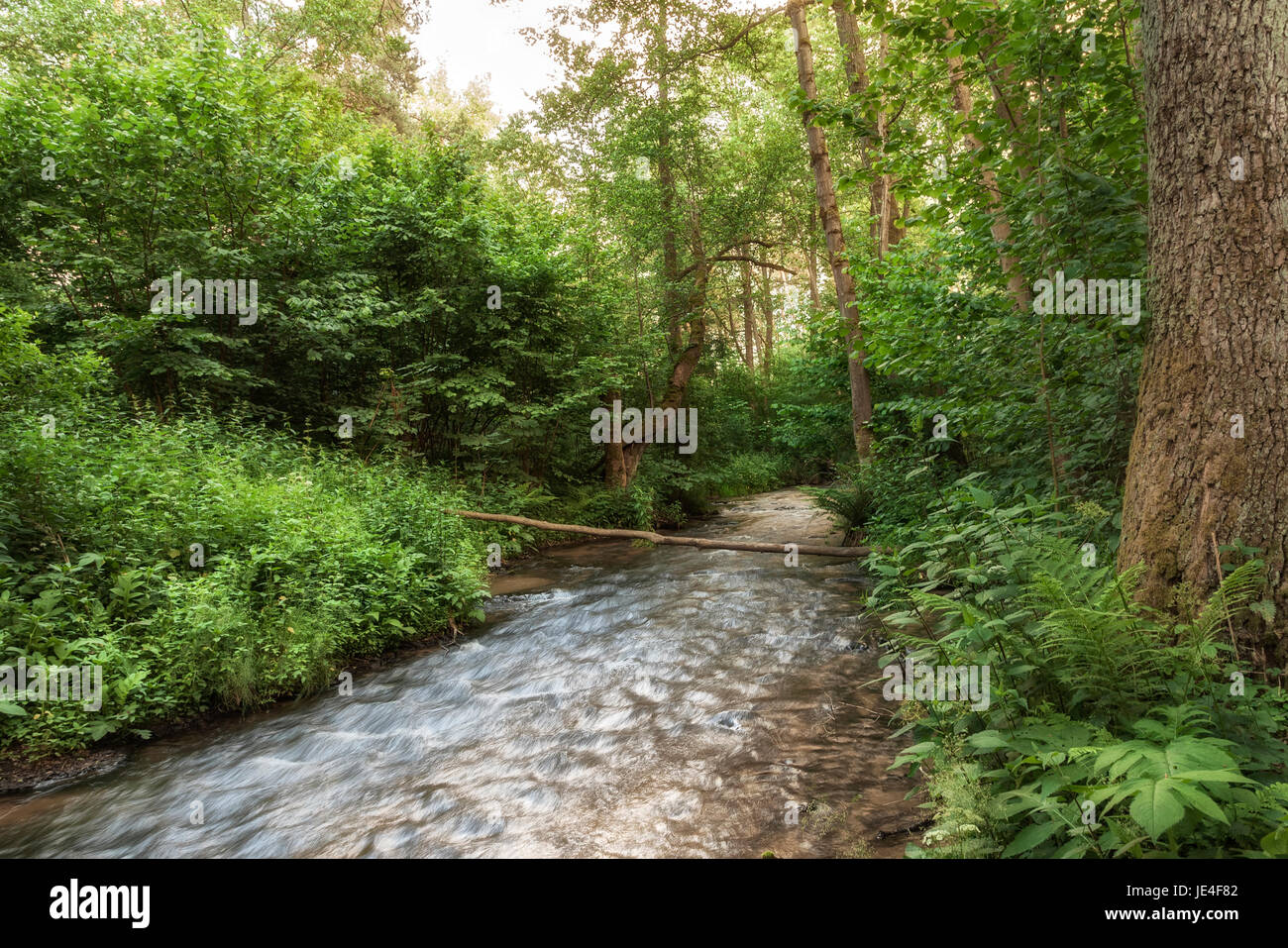 Roztocze (Roztochia) National Park. Cascades on Sopot river. Czartowe ...