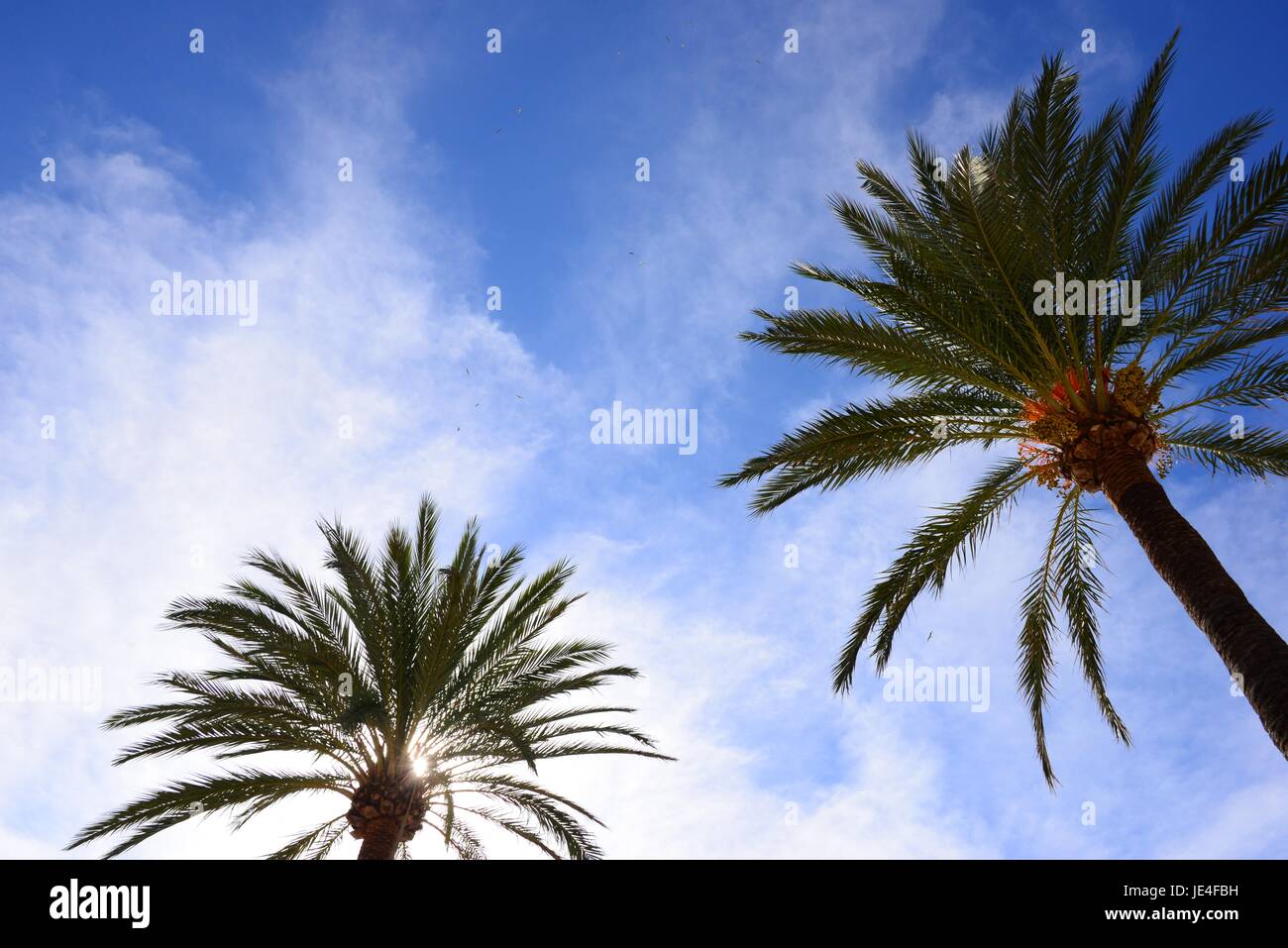 palms in mallorca - soller - spain - balearic Stock Photo - Alamy
