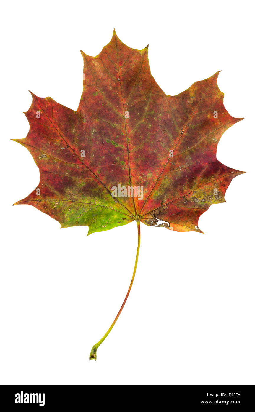 Colorful autumn maple leaf isolated on white background with clipping ...