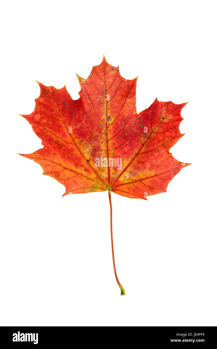 Red autumn maple leaf isolated on white background with clipping path Stock Photo - Alamy