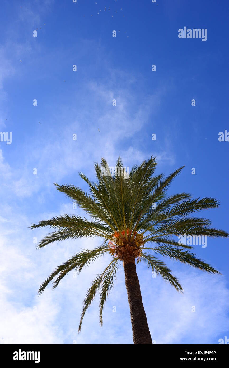 palms in mallorca - soller - spain - balearic Stock Photo - Alamy