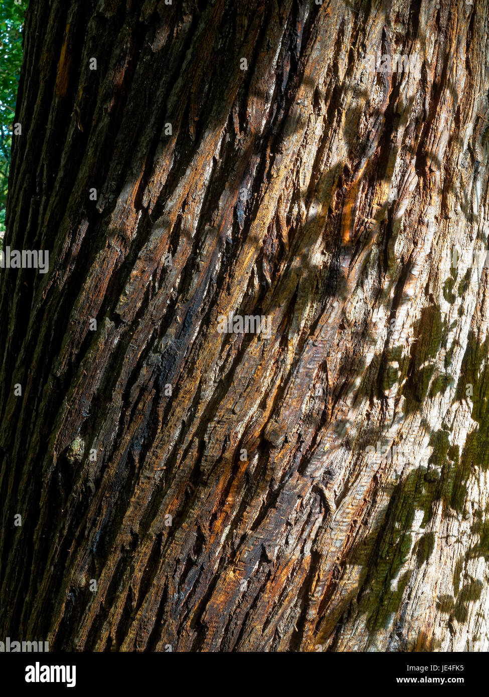 A close-up of diagonal ridges on a small section of Sweet Chestnut tree ...