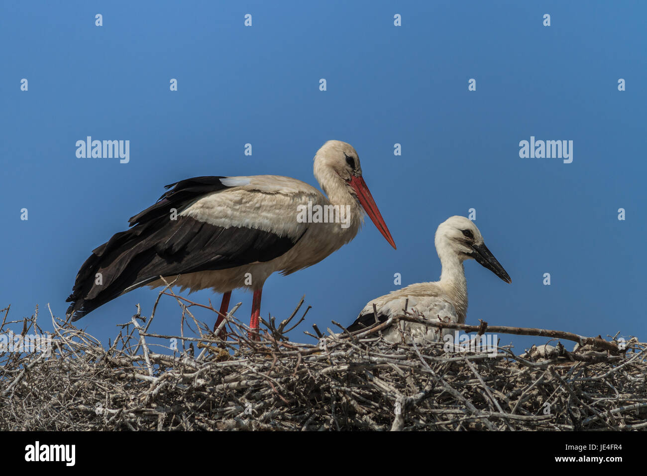 stork with her young bird on the nest. Danube Delta, Romania Stock ...