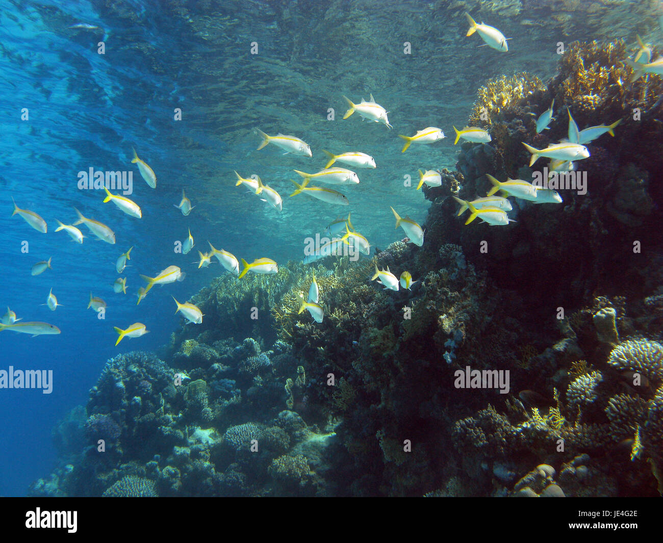 coral reef with shoal of goatfishes and hard corals at the bottom of ...