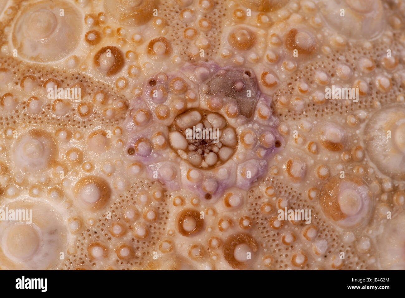 isolated great skeleton of sea shell violet echinoidea - macro Stock ...