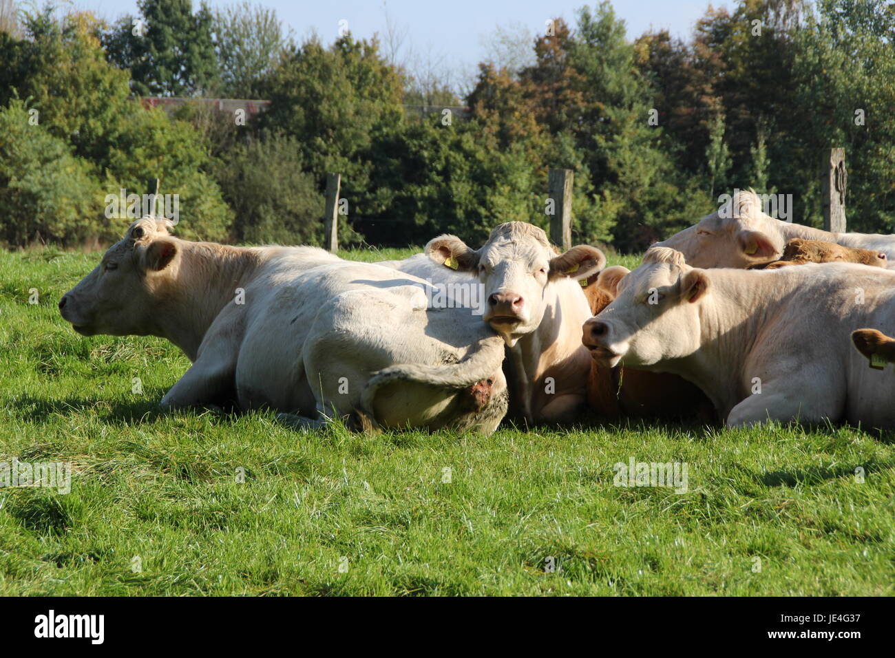 cows on a pasture Stock Photo - Alamy