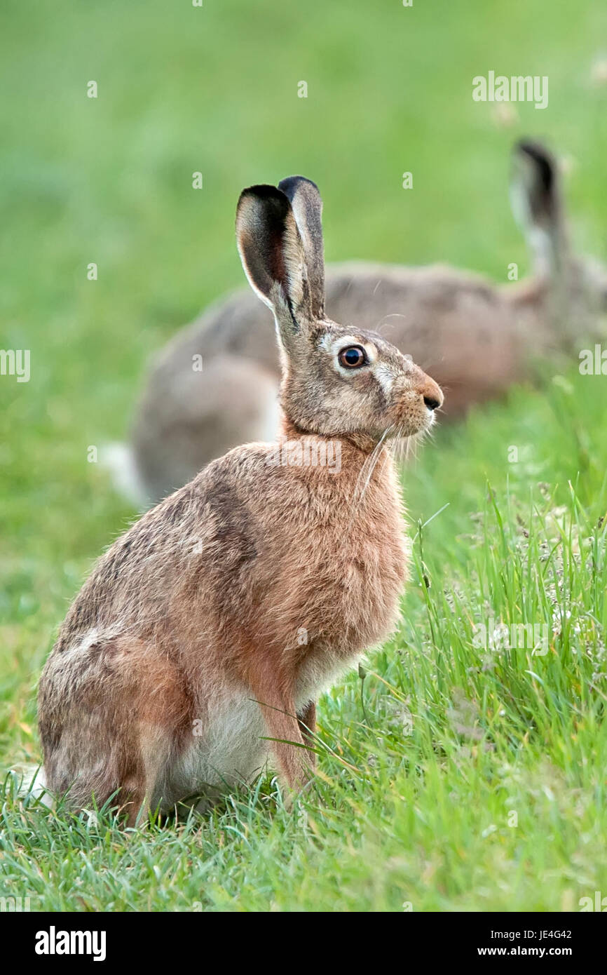 Profile of a hare hi-res stock photography and images - Alamy