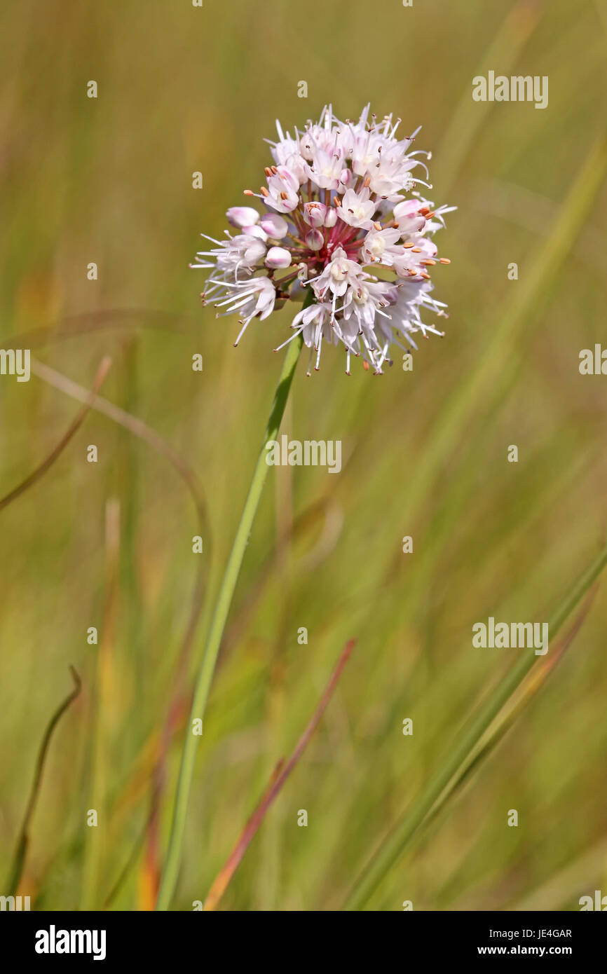fragrance allium suaveolens in murnau moor Stock Photo - Alamy