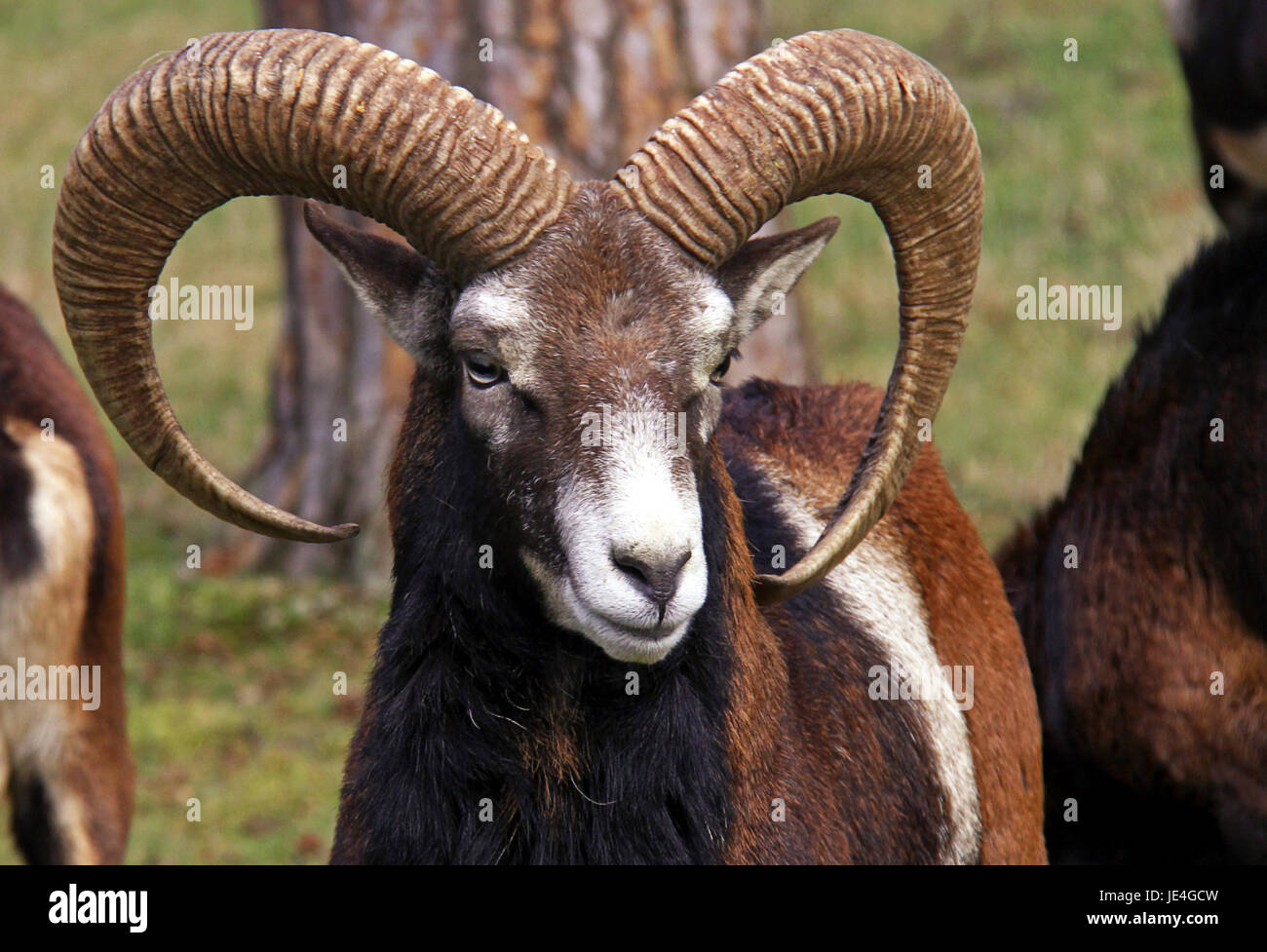 Widderhorn hi-res stock photography and images - Alamy