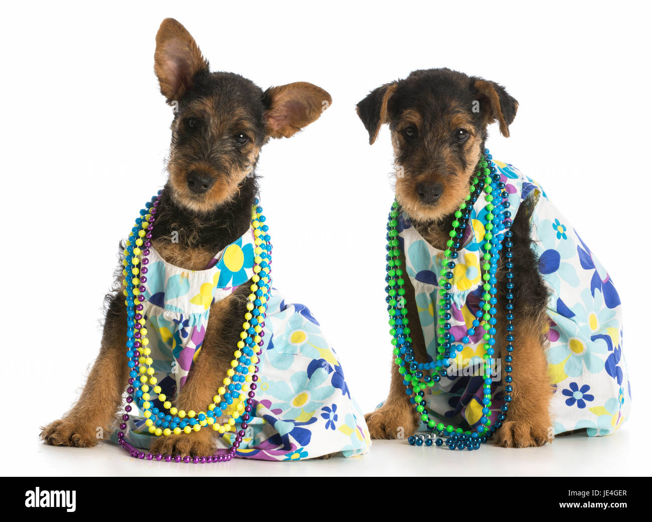 two female airedale terrier puppies wearing matching dresses sitting on ...
