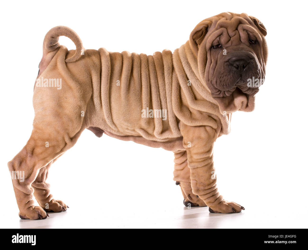 chinese shar pei standing isolated on white background Stock Photo - Alamy