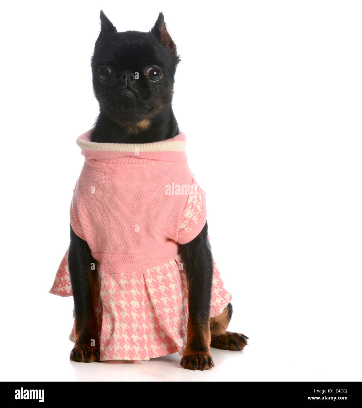 female brussels griffon wearing pink dress on white background Stock ...