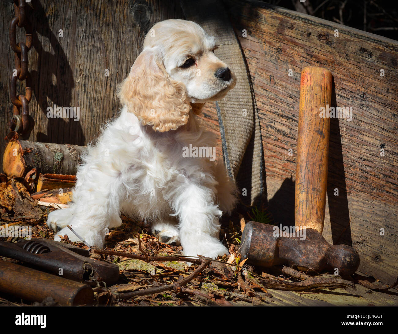 cute puppy - american cocker spaniel puppy sitting Stock Photo - Alamy