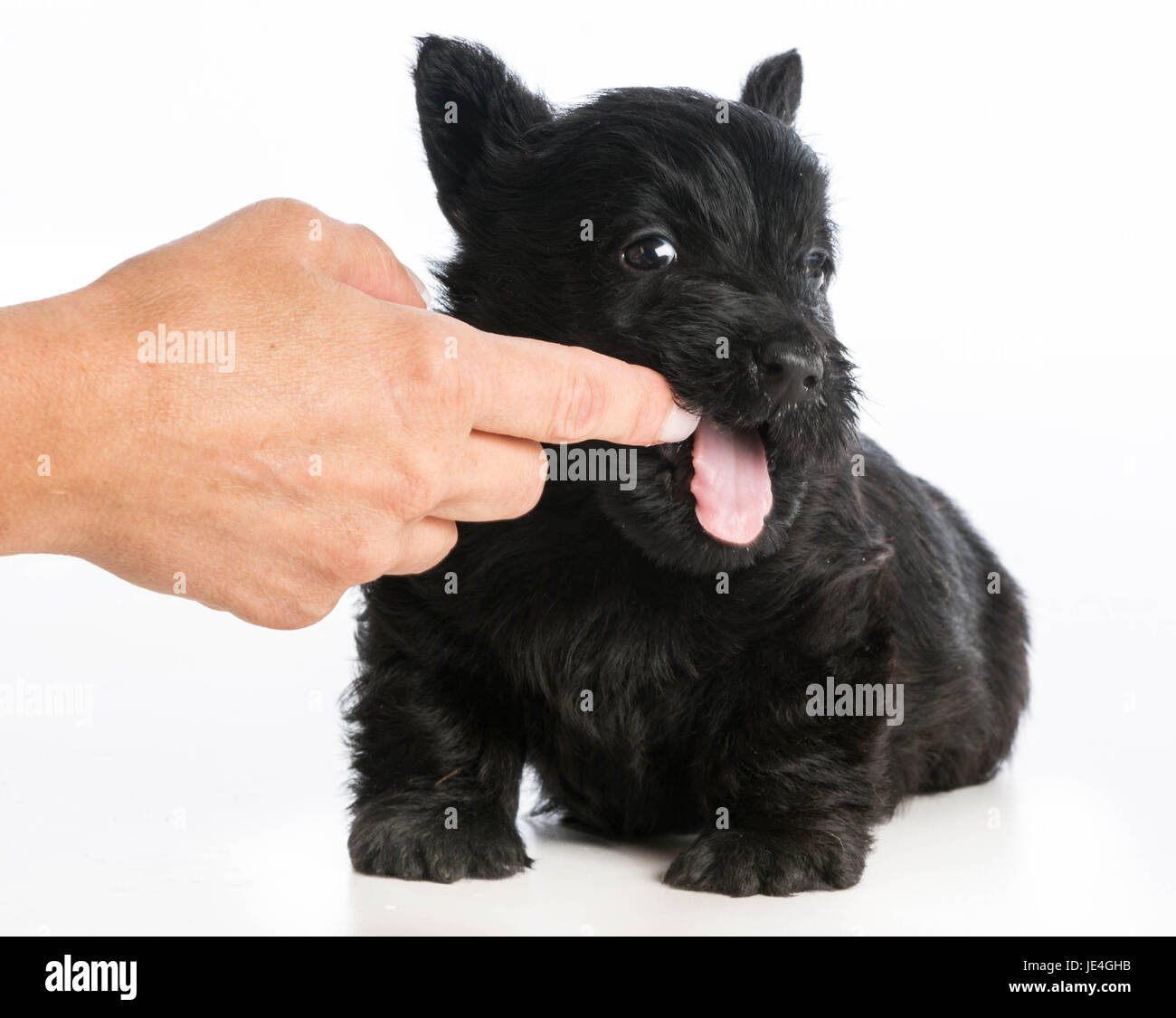 puppy chewing on owners finger on white background Stock Photo - Alamy