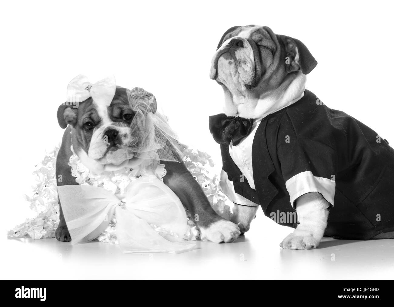 dog bride and groom puppies Stock Photo - Alamy