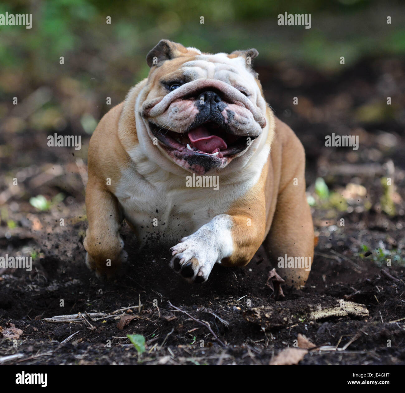 english bulldog outside running in the woods Stock Photo - Alamy