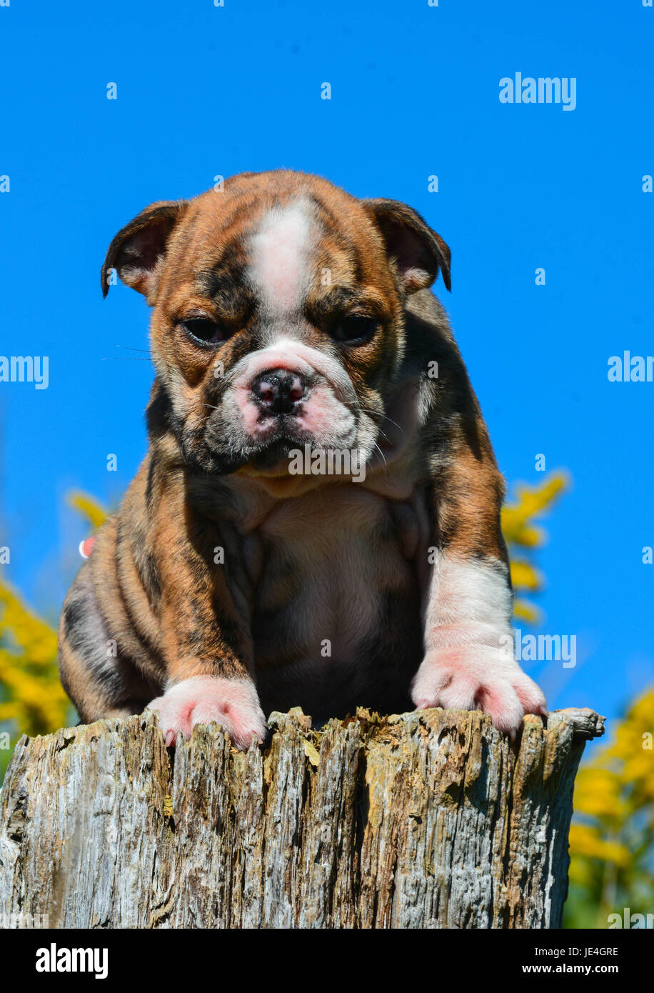 English bulldog fence hi-res stock photography and images - Alamy