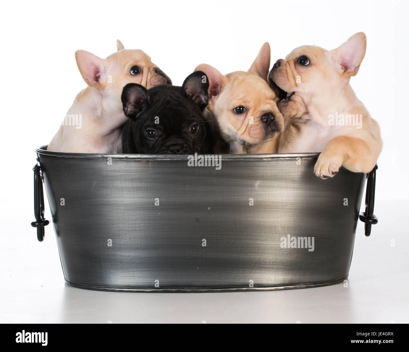 How Many French Bulldog Puppies In A Litter