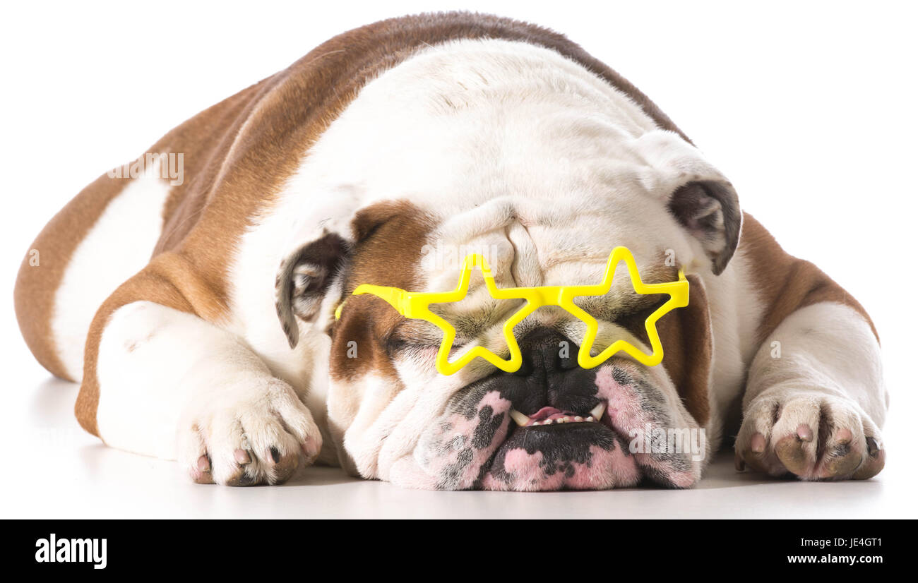 dog wearing star glasses on white background - english bulldog Stock ...