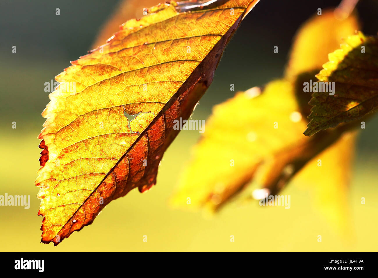 Intensive brightness hi-res stock photography and images - Alamy