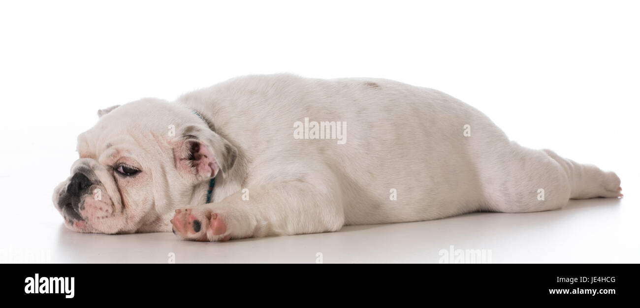 tired english bulldog puppy laying down stretched out on white ...