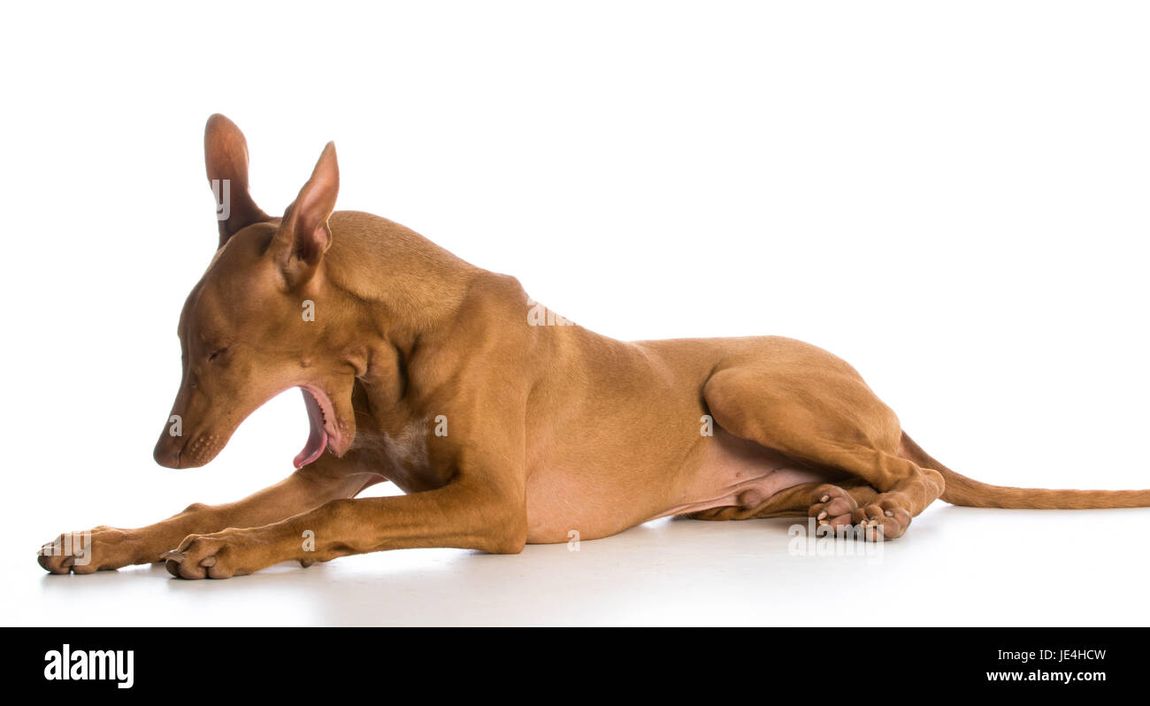 tired dog - pharoah hound yawning on white background Stock Photo - Alamy