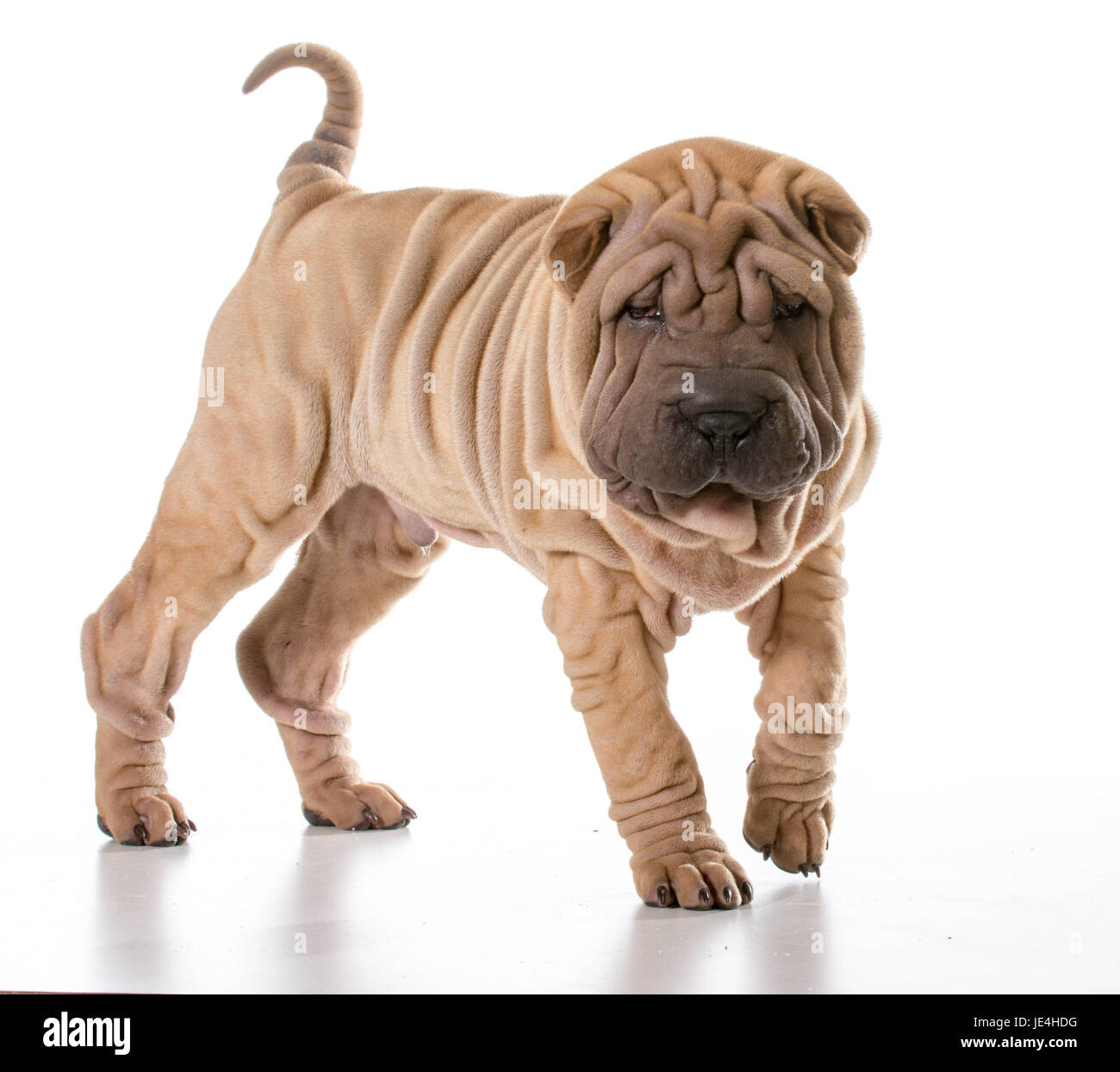 chinese shar pei standing isolated on white background Stock Photo - Alamy