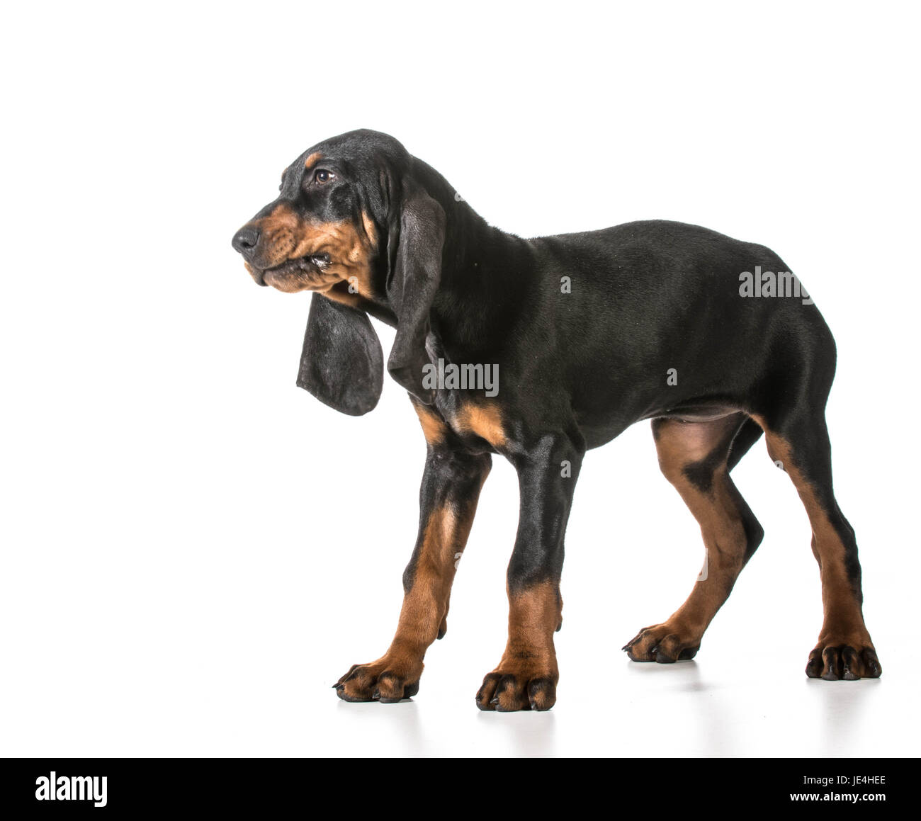 black and tan coonhound standing on white background Stock Photo - Alamy