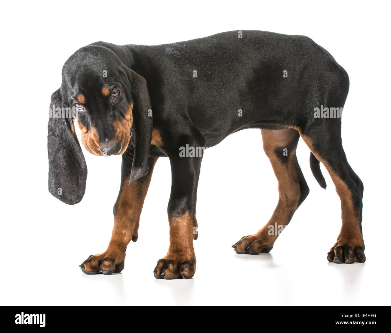 black and tan coonhound standing on white background Stock Photo - Alamy