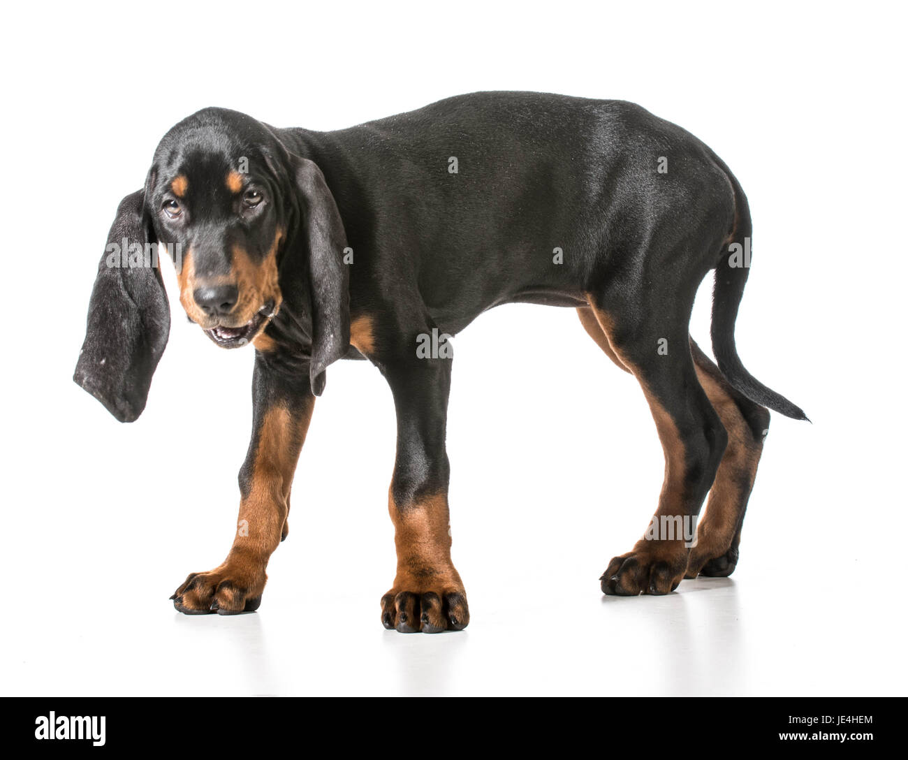 cute puppy - black and tan coonhound standing Stock Photo - Alamy