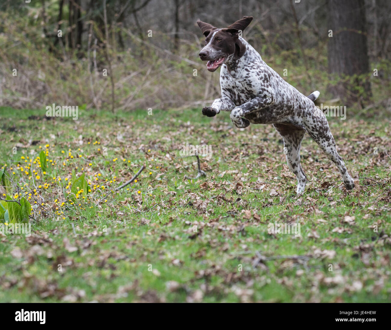 german shorthaired pointer running in a park Stock Photo - Alamy