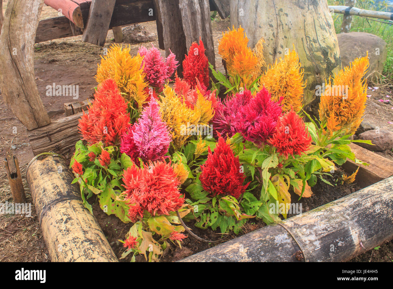 beautiful plumped celosia flower in the garden Stock Photo - Alamy