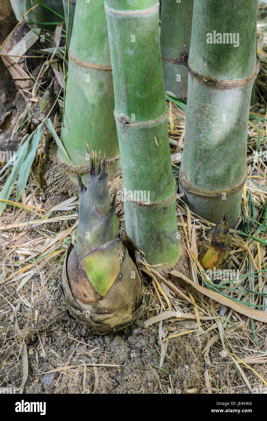 Bamboo shoot, new bamboo culms that come out of the ground Stock Photo ...