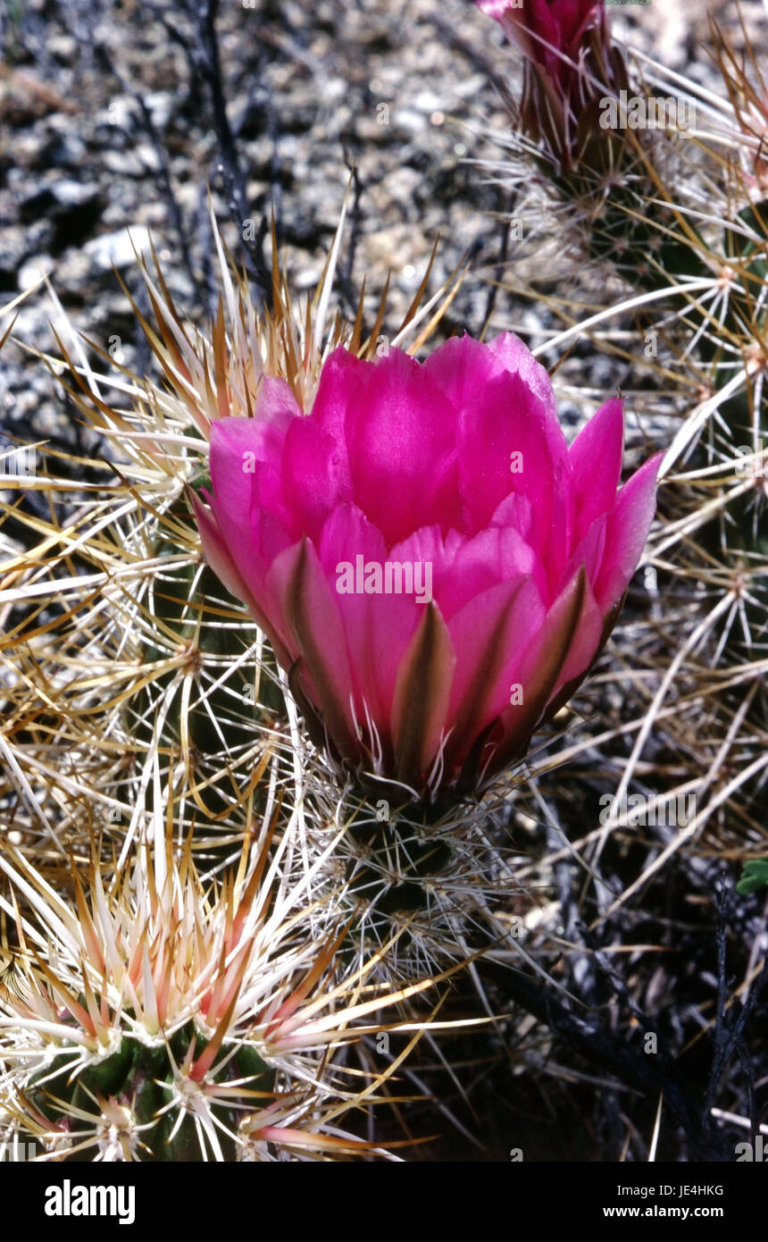 Calico cactus hi-res stock photography and images - Alamy