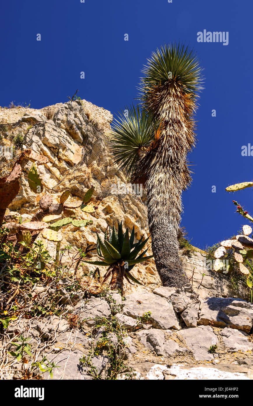 cacti and rocks Stock Photo - Alamy