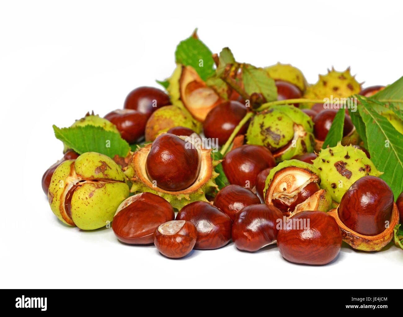 Buckeye tree isolated on hi-res stock photography and images - Alamy