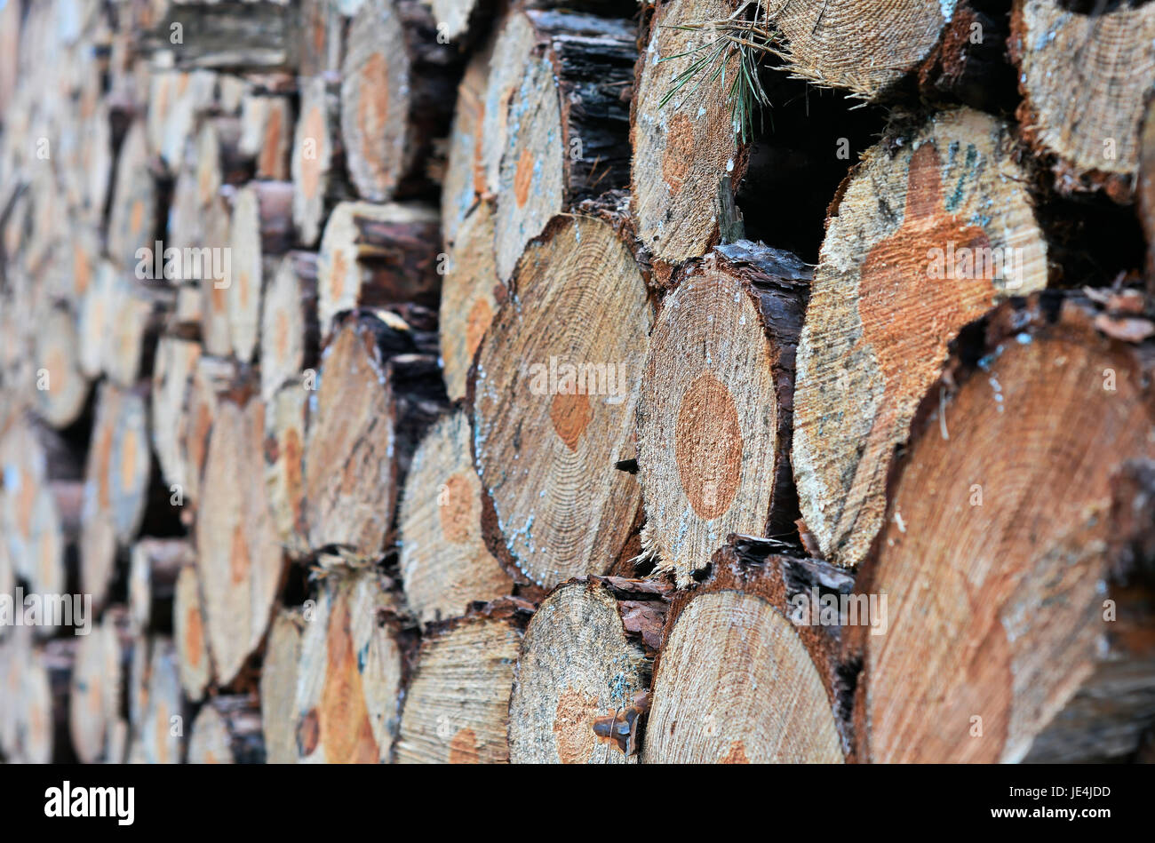 Wood tree intersection in hi-res stock photography and images - Alamy