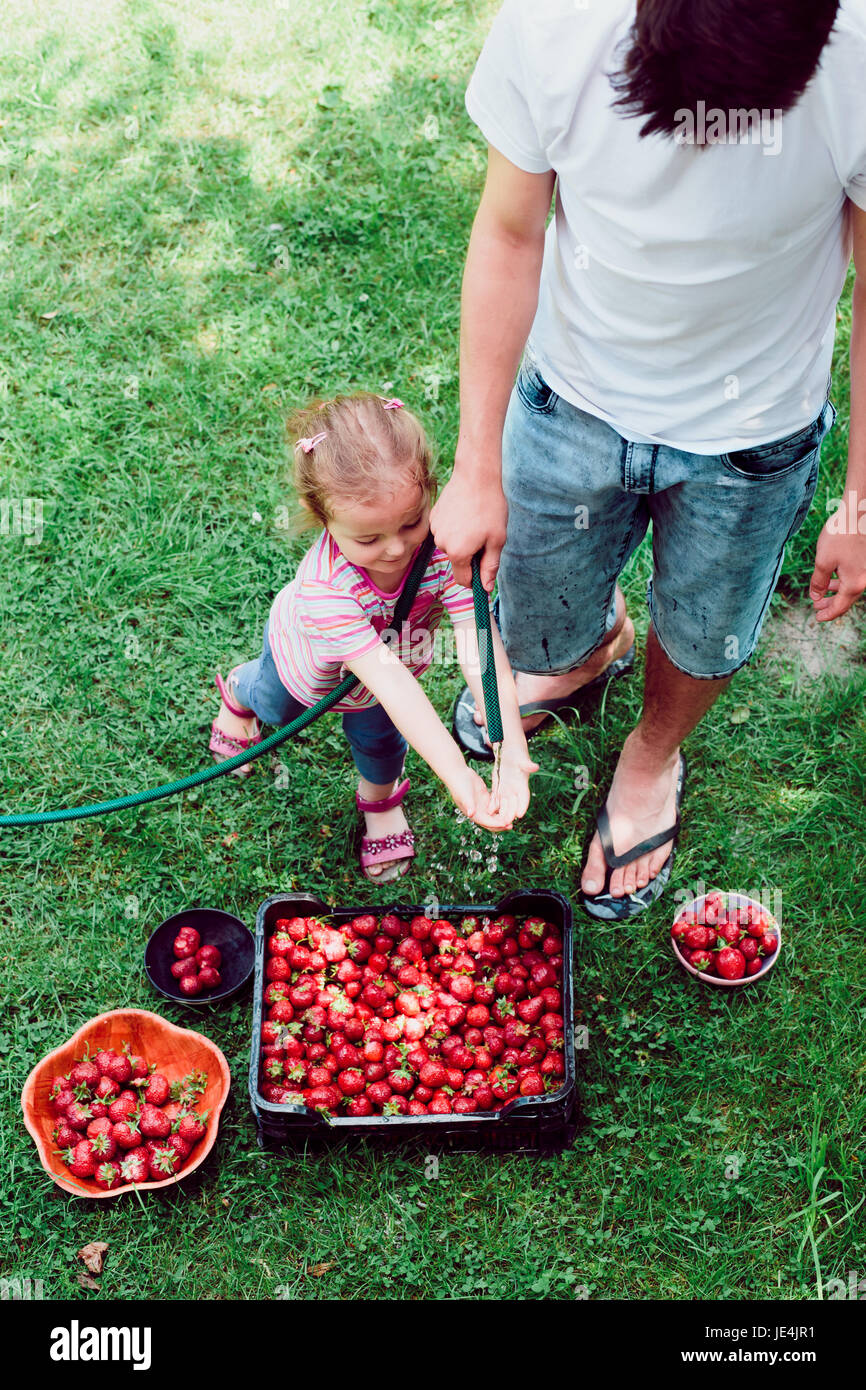 Siblings washing strawberries freshly picked in a garden Stock Photo ...