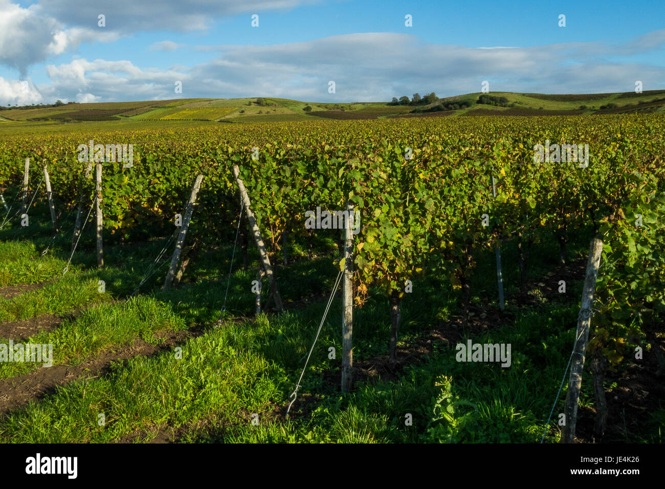 wine region rheinhessen Stock Photo - Alamy