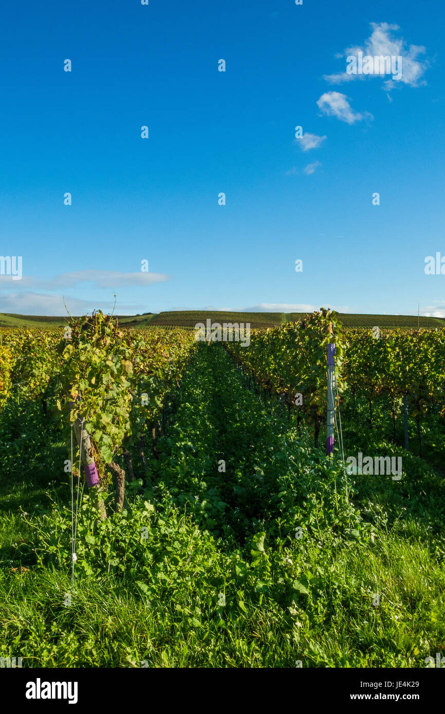 wine region rheinhessen Stock Photo - Alamy