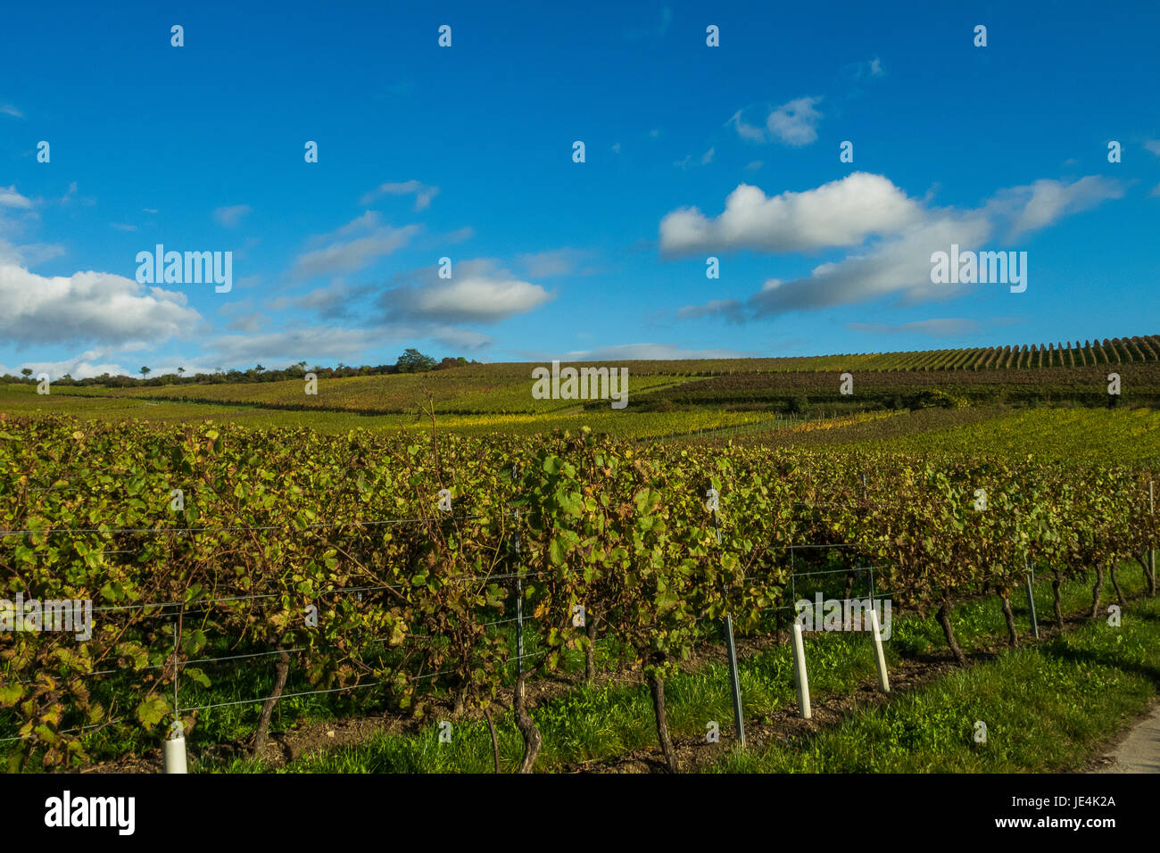 wine region rheinhessen Stock Photo - Alamy