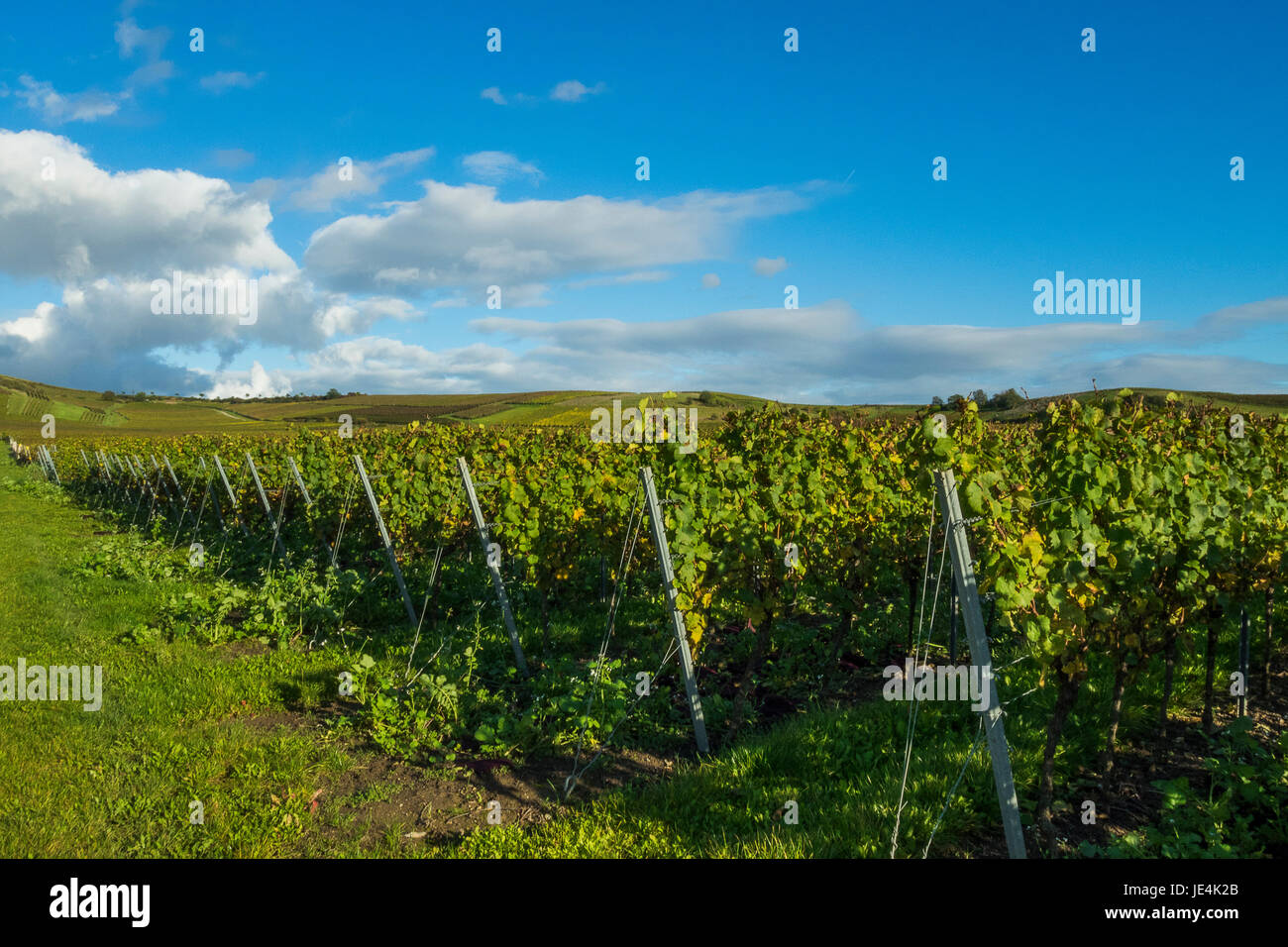 wine region rheinhessen Stock Photo - Alamy