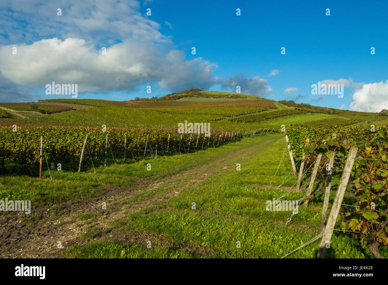 wine region rheinhessen Stock Photo - Alamy