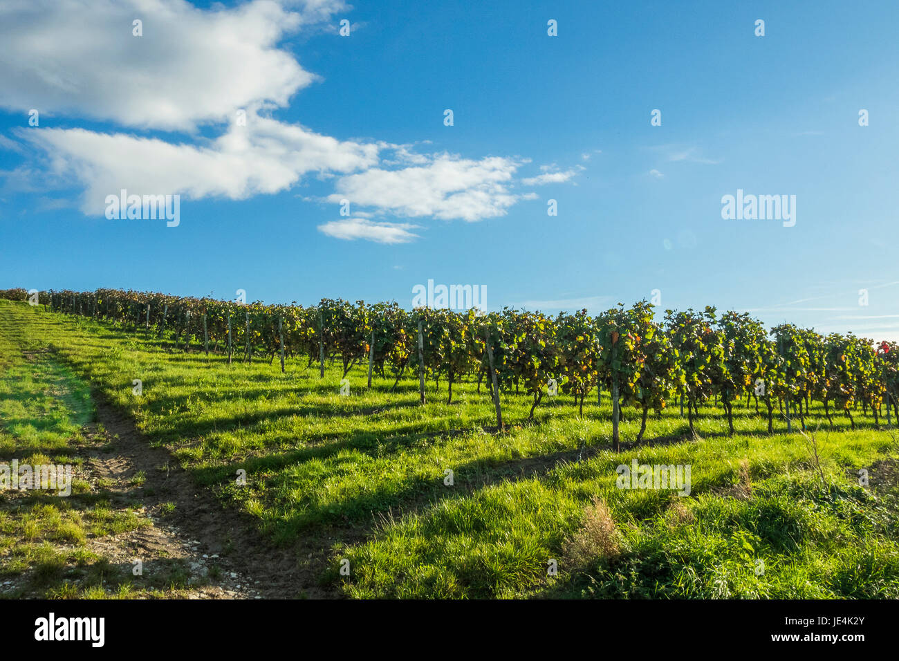 wine region rheinhessen Stock Photo - Alamy