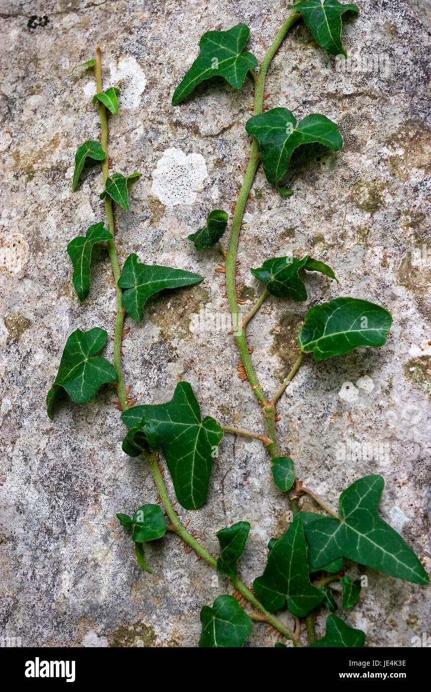 Ivy on a rock hi-res stock photography and images - Alamy