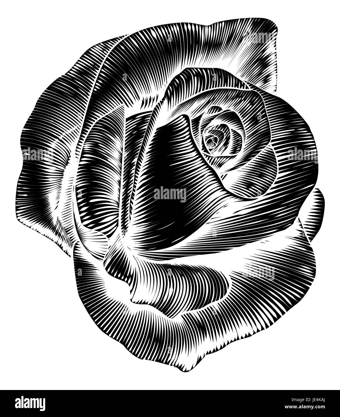 A Rose flower in a vintage retro engraved etching woodcut style Stock ...