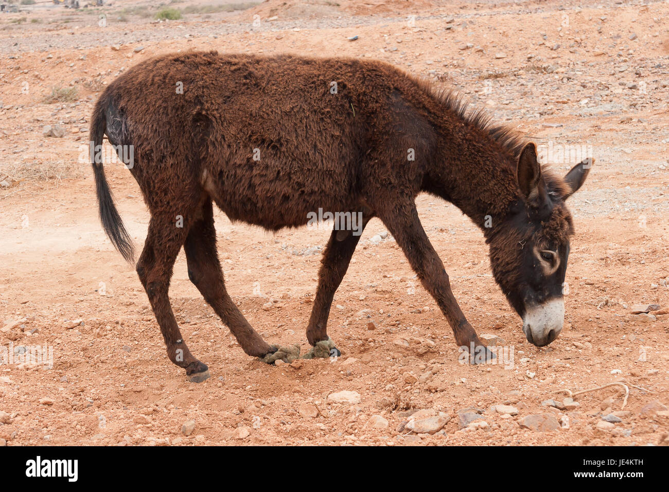 Brown donkey at field at summer. Morocco Stock Photo - Alamy