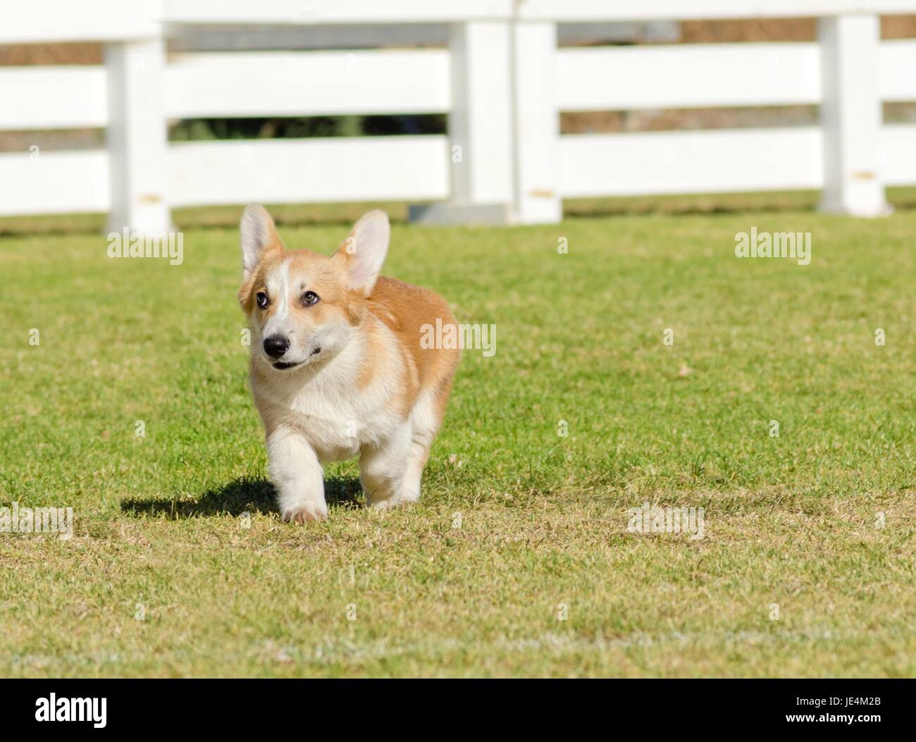 A young, healthy, beautiful, red sable and white Welsh Corgi Pembroke ...